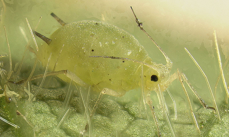 ¿Qué son los pulgones? - Sevilla Jardineros